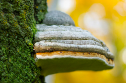 Chaga, el hongo más desconocido y beneficioso para la salud